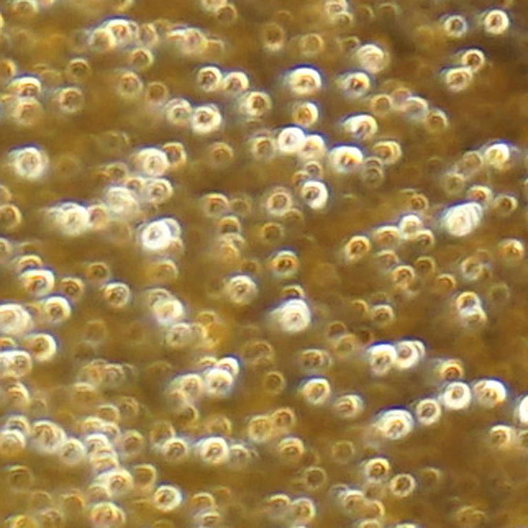 Tamponeren op een Glad Paneel - Met een grove kwast