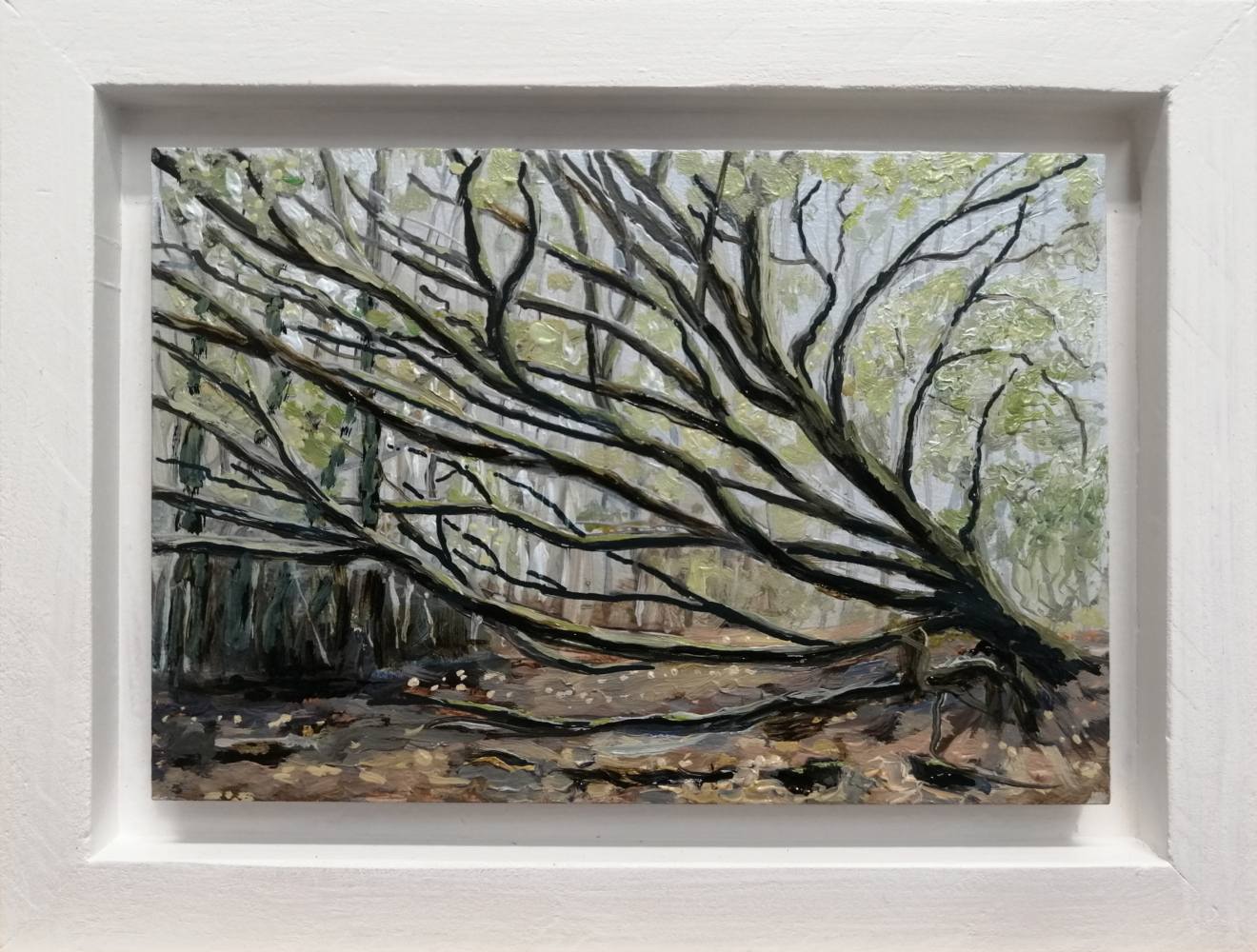 Muze Maatje serie 18x12 - Scheve boom - Rijsterbos - Gaasterland