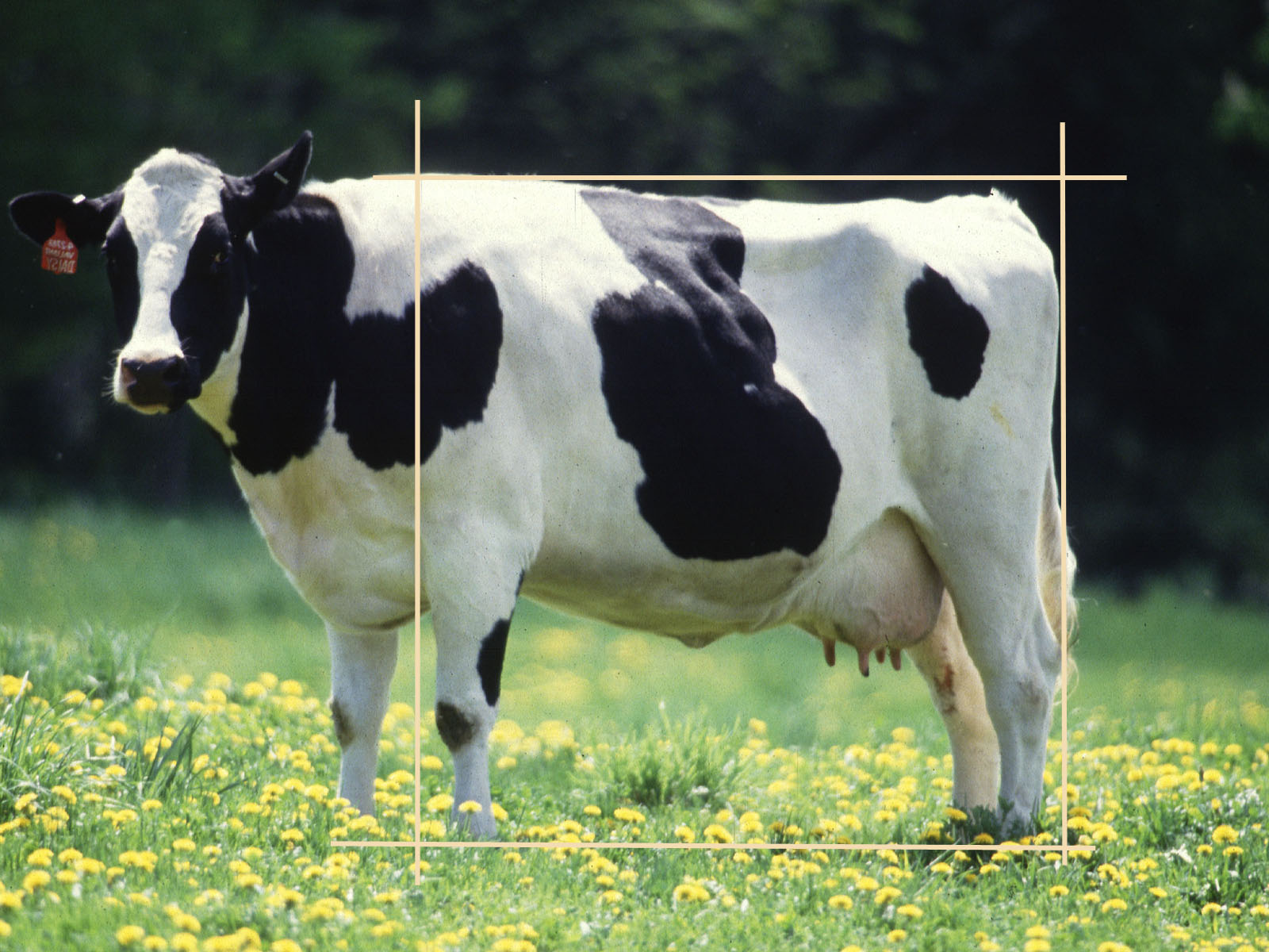 Het schilderen van Koeien - bonte vlekjes in het landschap